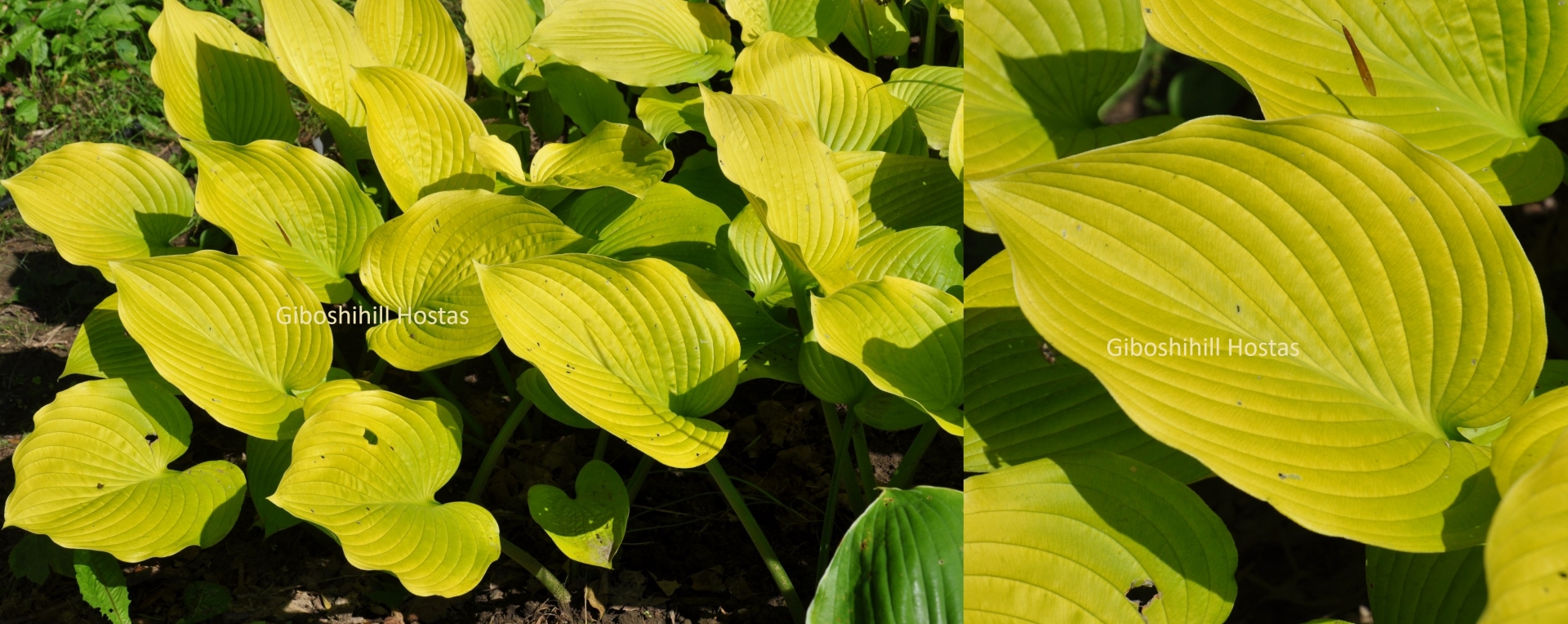 Hosta Catalogue | Giboshi Hill Hostas