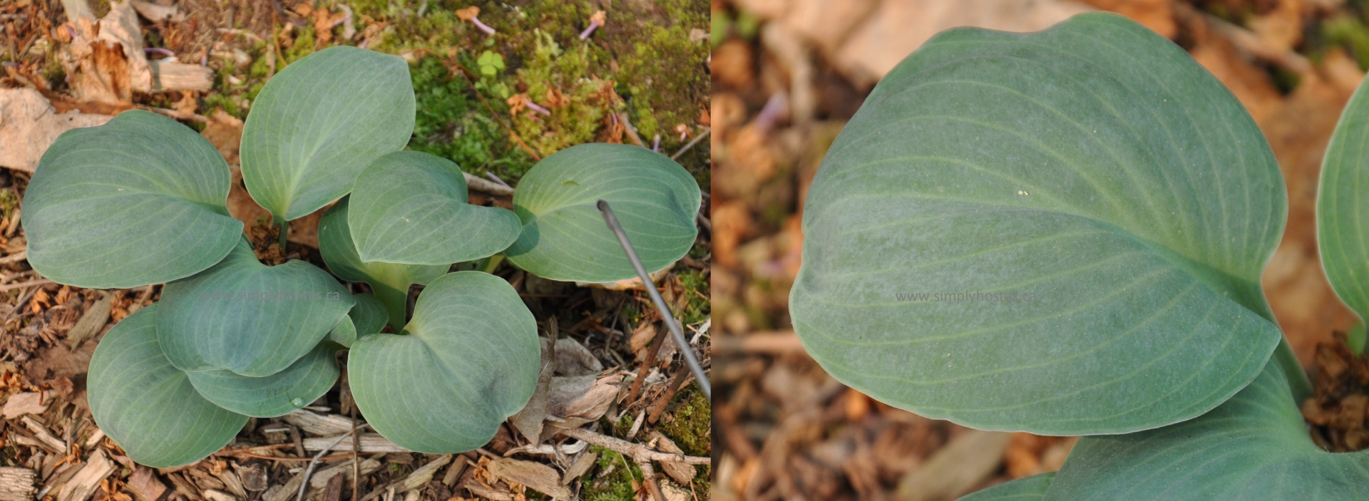 Hosta Catalogue | Giboshi Hill Hostas