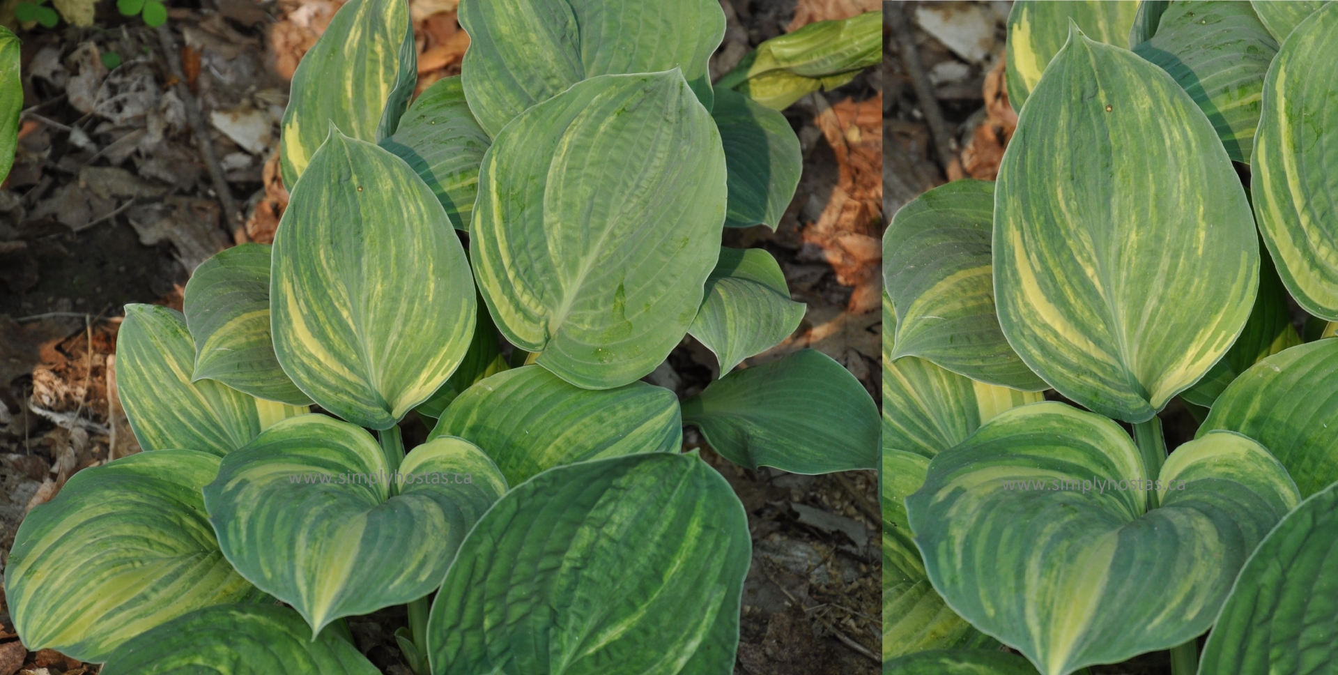 Hosta Catalogue | Giboshi Hill Hostas