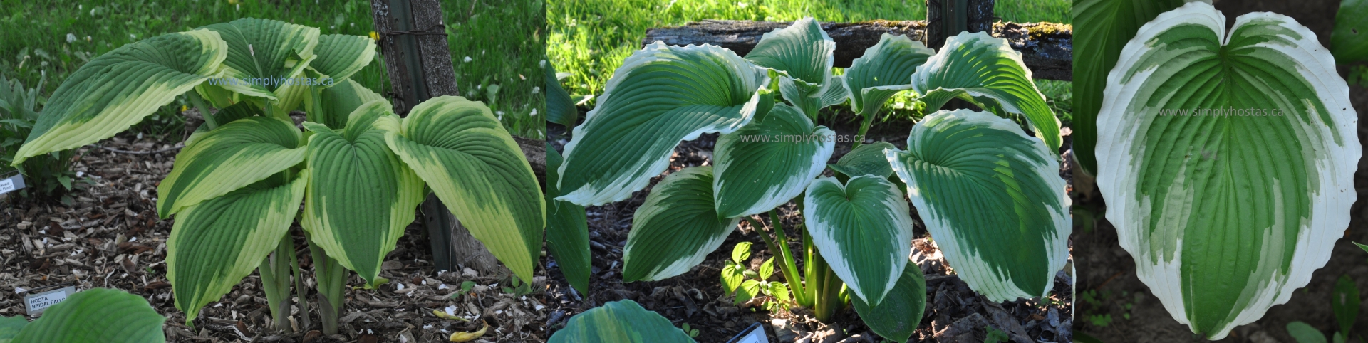Hosta Catalogue | Giboshi Hill Hostas