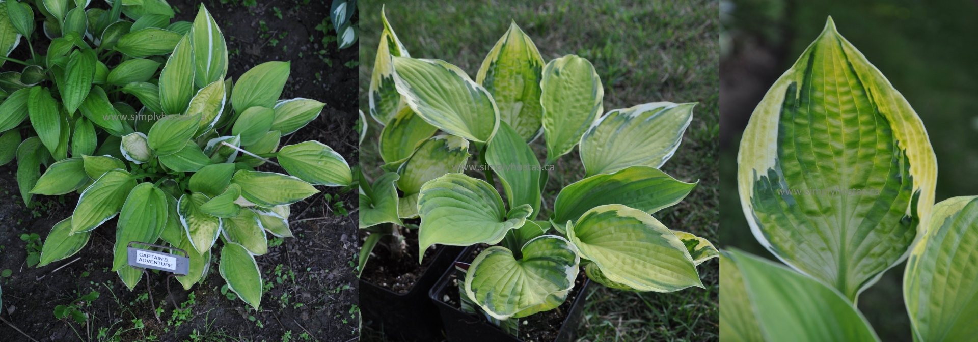 Hosta Catalogue | Giboshi Hill Hostas
