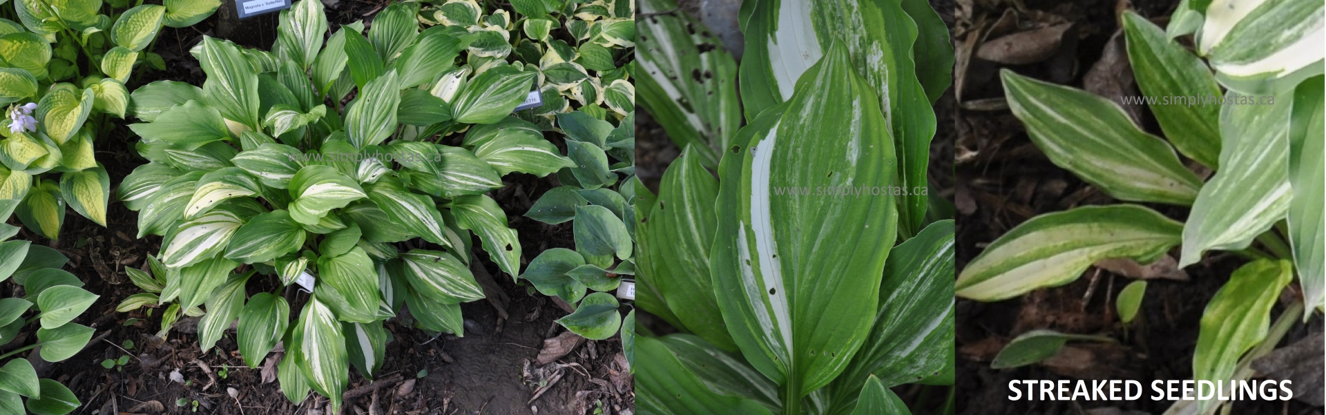 Hosta Catalogue | Giboshi Hill Hostas