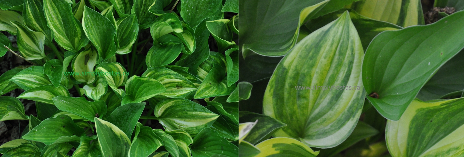 Hosta Catalogue | Giboshi Hill Hostas