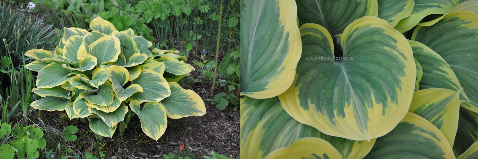 Hosta Catalogue | Giboshi Hill Hostas