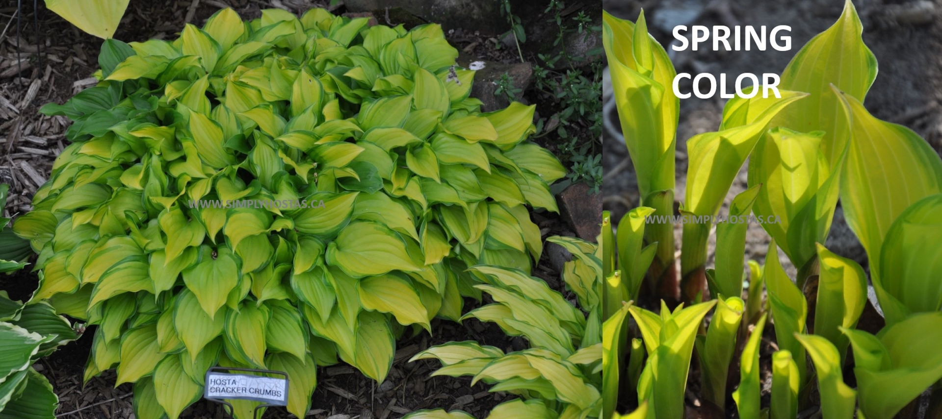 Hosta Catalogue | Giboshi Hill Hostas