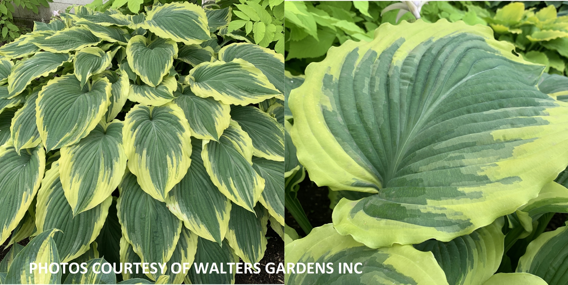 Hosta Catalogue | Giboshi Hill Hostas