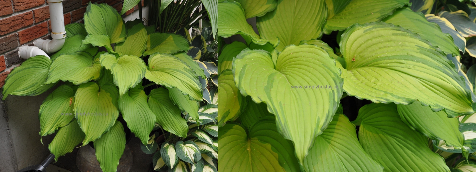 Hosta Catalogue | Giboshi Hill Hostas