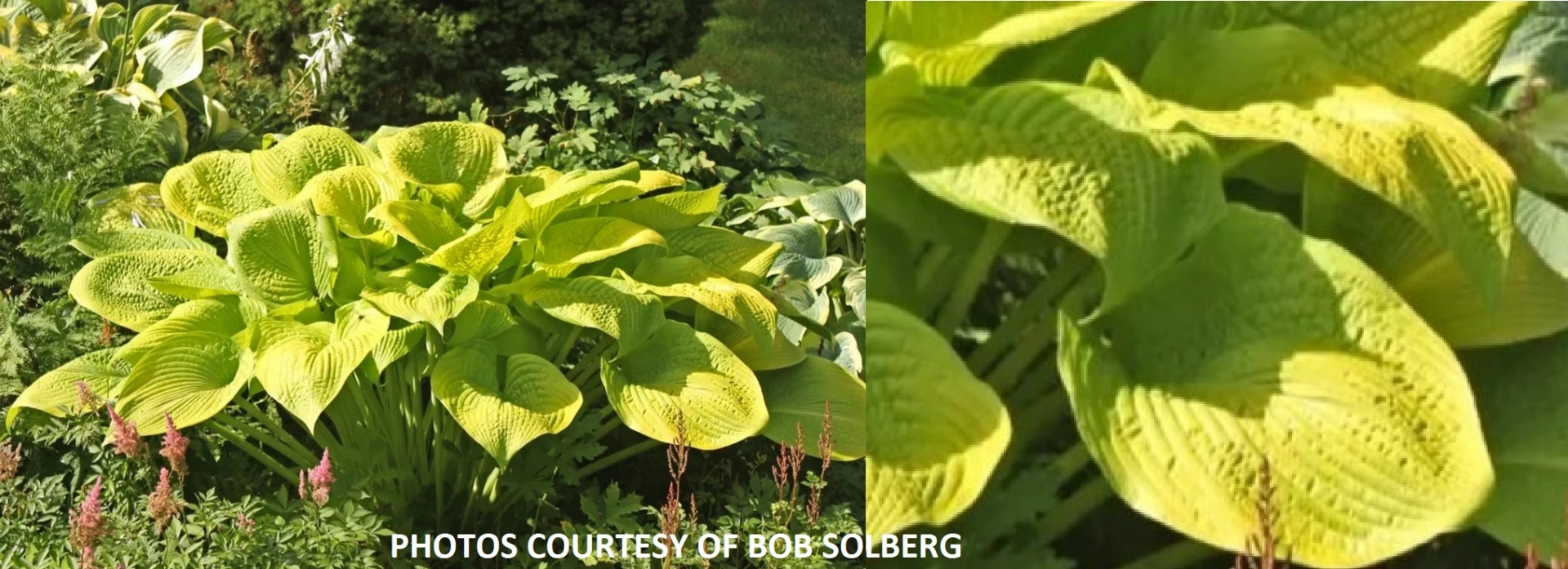 Hosta Catalogue | Giboshi Hill Hostas