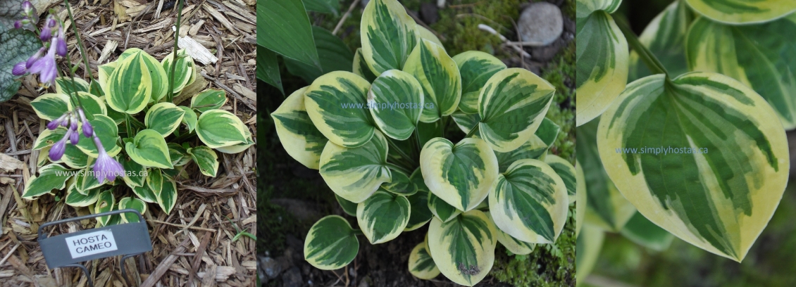 CAMEO | Giboshi Hill Hostas