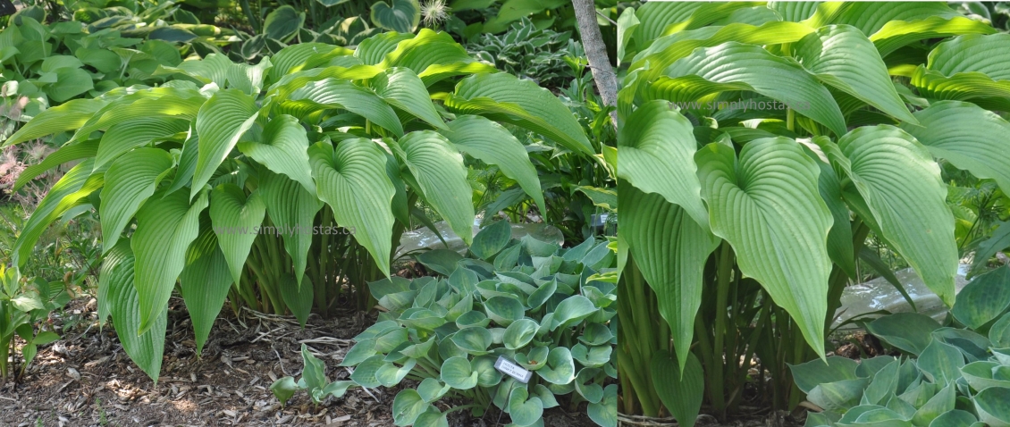 JADE CASCADE | Giboshi Hill Hostas