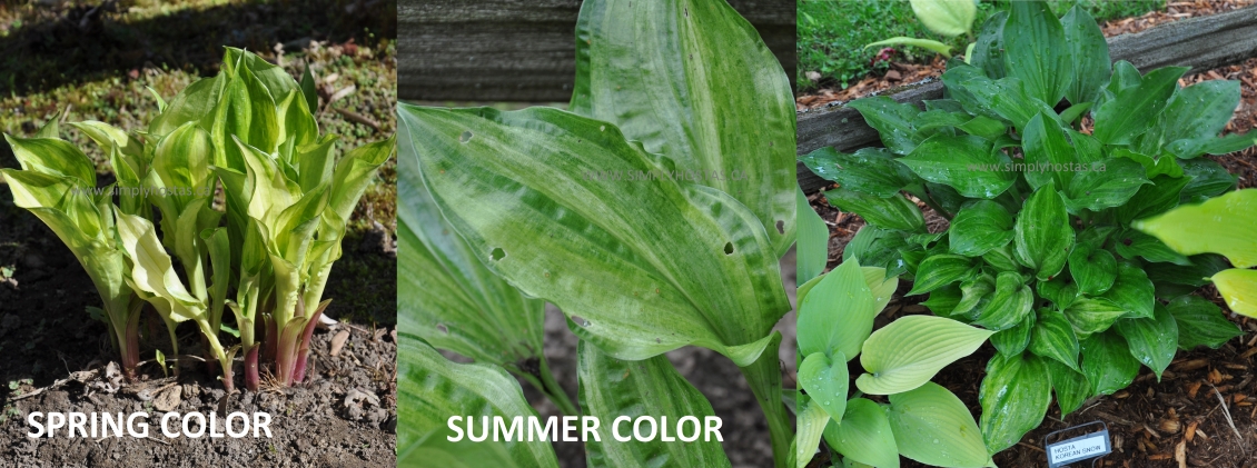 KOREAN SNOW | Giboshi Hill Hostas