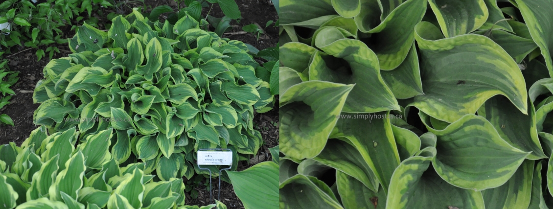 WRINKLE IN TIME | Giboshi Hill Hostas